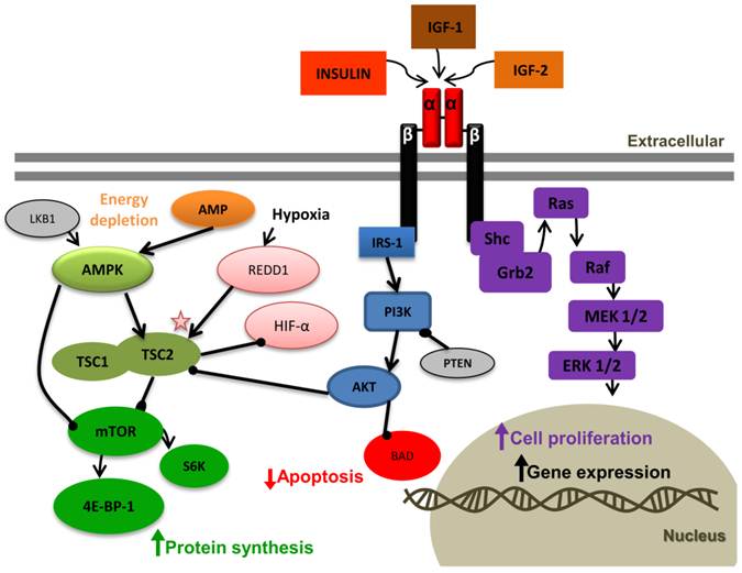 GRB2 Adaptor Protein; Growth Factor Receptor-Bound Protein-2