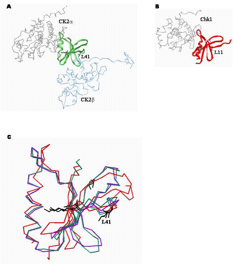 The Multiple Personalities of the Regulatory Subunit of Protein Kinase ...