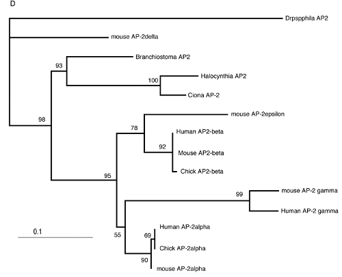 Genome duplications of early vertebrates as a possible chronicle of the ...