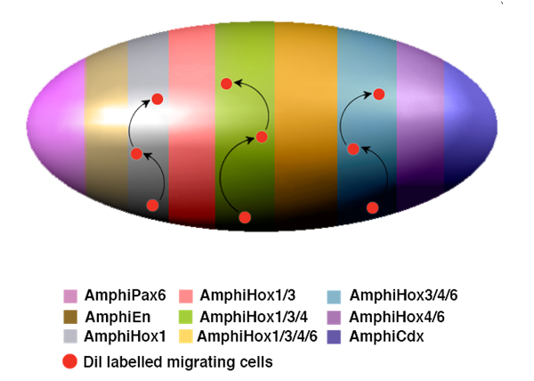 A gene catalogue of the amphioxus nervous system