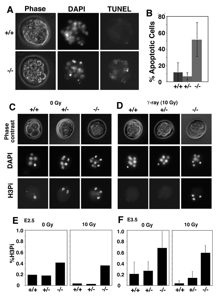 Murine Wee1 Plays a Critical Role in Cell Cycle Regulation and Pre ...