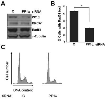 A PP1-binding motif present in BRCA1 plays a role in its DNA repair ...
