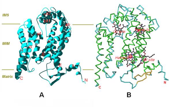 Bioinformatics Analysis the Complete Sequences of Cytochrome b of ...