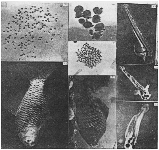 Studies on the Developmental Potentiality of Cultured Cell Nuclei of Fish