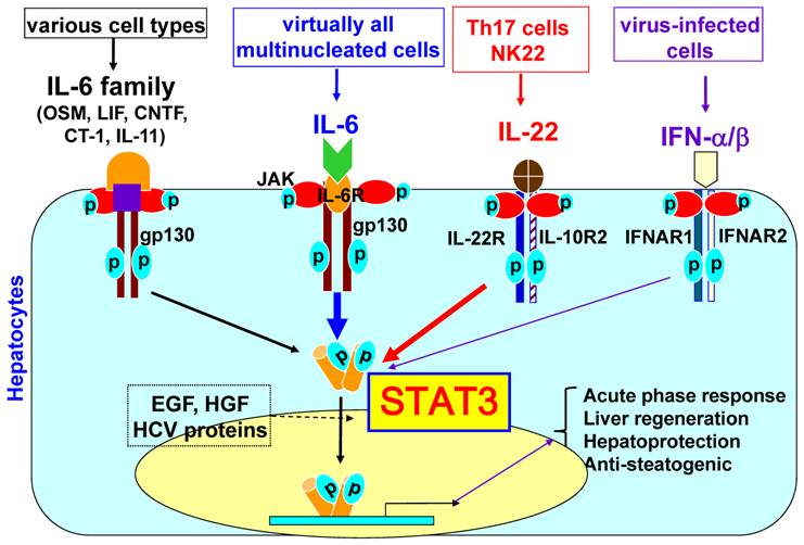 Signal Transducer and Activator of Transcription 3 in Liver Diseases: A ...