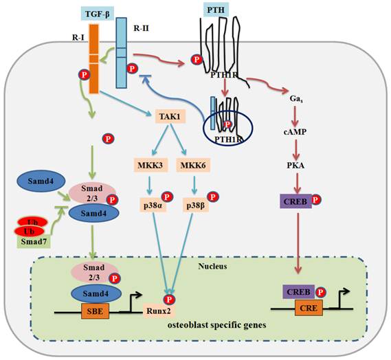 TGF-β and BMP Signaling in Osteoblast Differentiation and Bone Formation