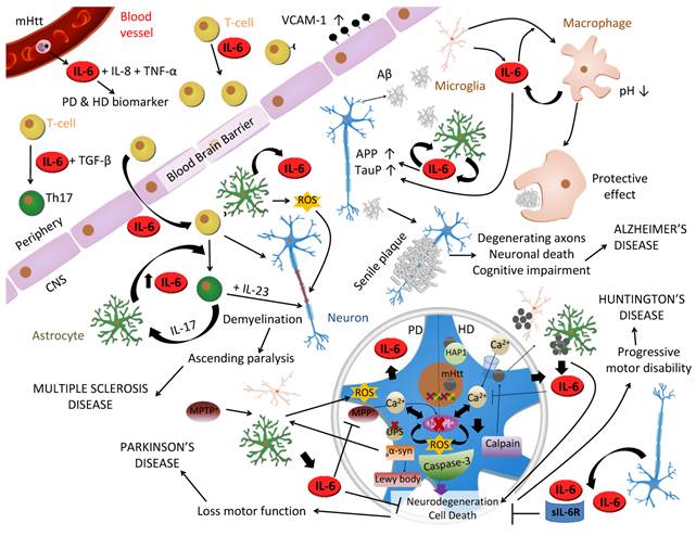 Interleukin-6, a Major Cytokine in the Central Nervous System