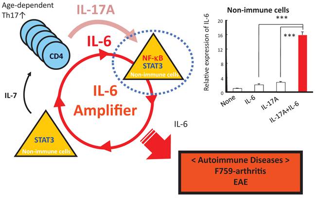 The Pathological and Physiological Roles of IL-6 Amplifier Activation
