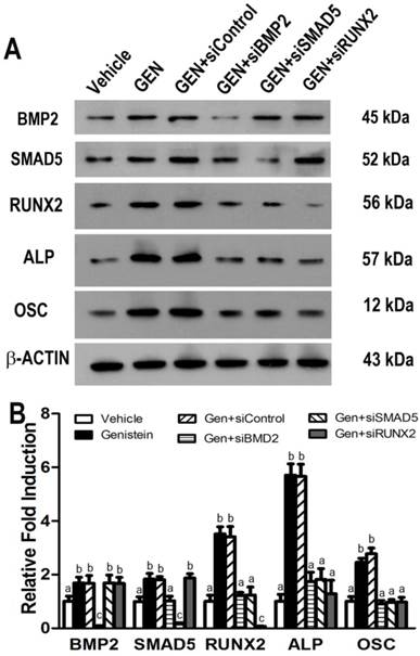 Genistein Promotion of Osteogenic Differentiation through BMP2/SMAD5/RUNX2 Signaling