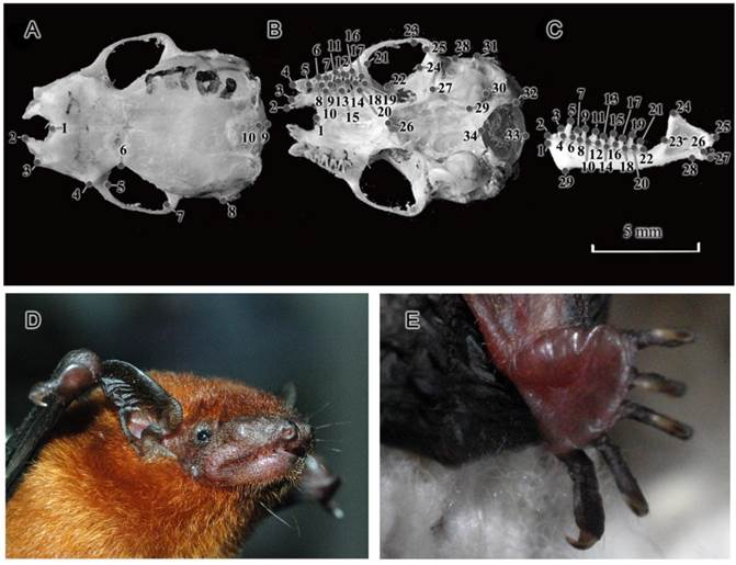 A Cryptic Species of the Tylonycteris pachypus Complex (Chiroptera ...