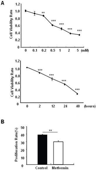 Metformin Plays a Dual Role in MIN6 Pancreatic β Cell Function through ...