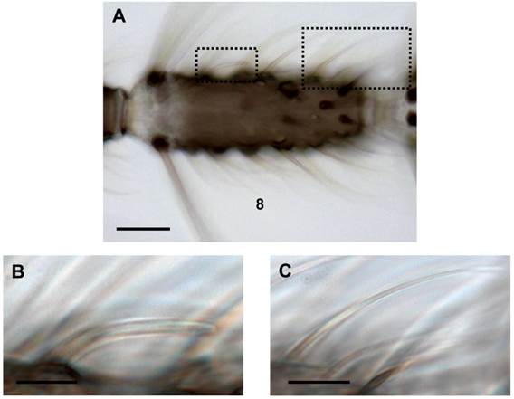 The Blunt Trichoid Sensillum of Female Mosquitoes, Anopheles gambiae ...