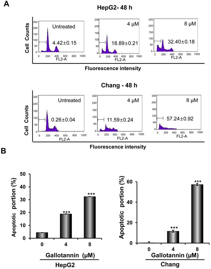 Suppression of E-cadherin Mediates Gallotannin Induced Apoptosis in Hep ...