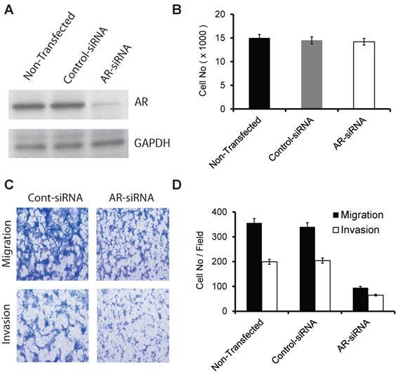 Androgen Receptor Mutations and Polymorphisms in African American ...