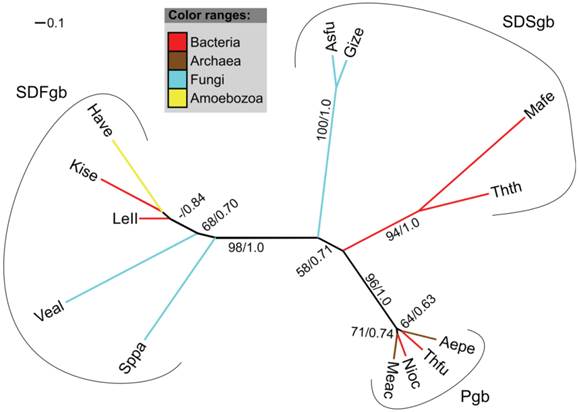 Amoebozoa Possess Lineage-Specific Globin Gene Repertoires Gained by ...