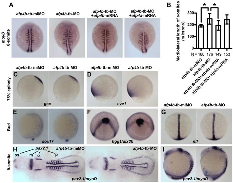 Type-IV Antifreeze Proteins are Essential for Epiboly and Convergence ...