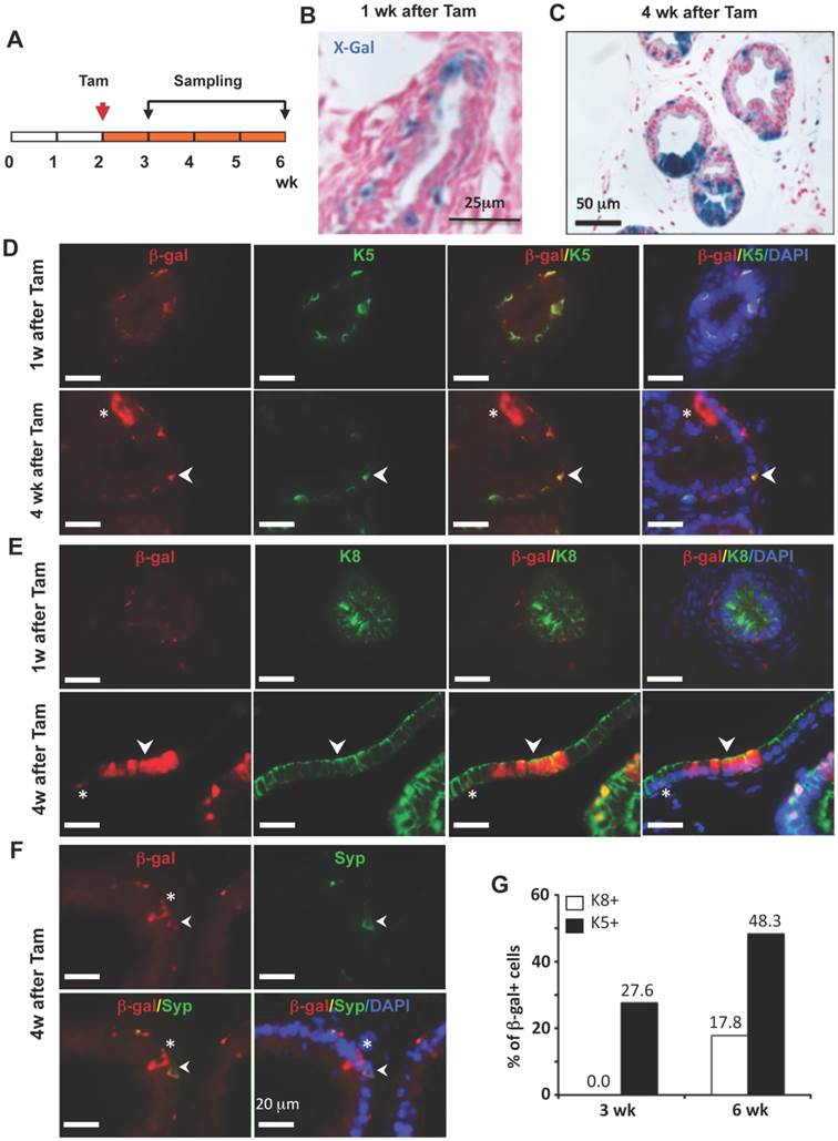 The Prostate Basal Cell (BC) Heterogeneity and the p63-Positive BC ...