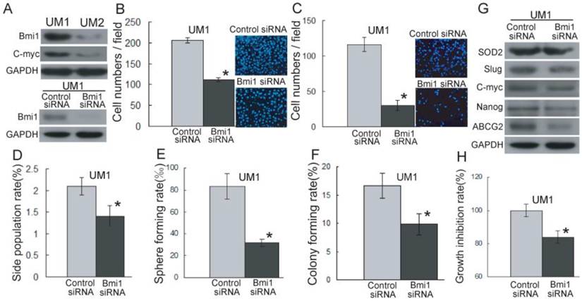 Bmi1 Drives Stem-Like Properties and is Associated with Migration ...