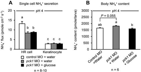 Induction of Phosphoenolpyruvate Carboxykinase (PEPCK) during Acute ...