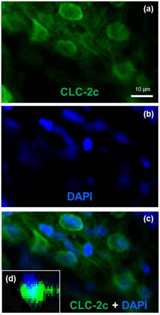 Molecular Physiology of an Extra-renal Cl- Uptake Mechanism for Body ...