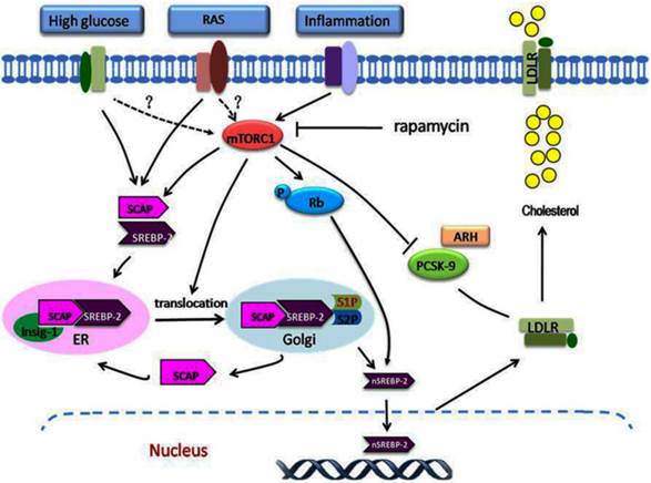 Dysregulation of the Low-Density Lipoprotein Receptor Pathway Is ...