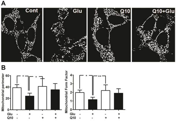 Ubisol-Q10 Prevents Glutamate-Induced Cell Death by Blocking ...
