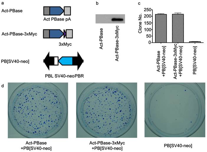 Analysis of PBase Binding Profile Indicates an Insertion Target ...