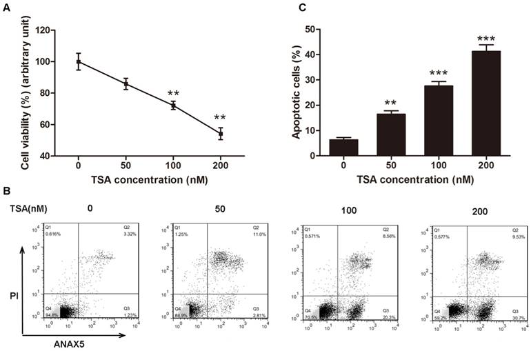 Histone Deacetylase Inhibitor Trichostatin a Promotes the Apoptosis of ...