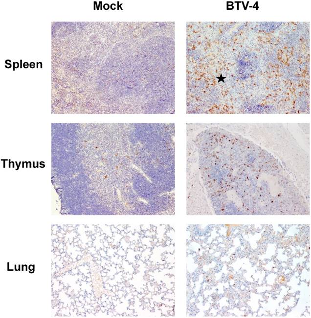 Pathological Characterization Of IFNAR(-/-) Mice Infected With ...