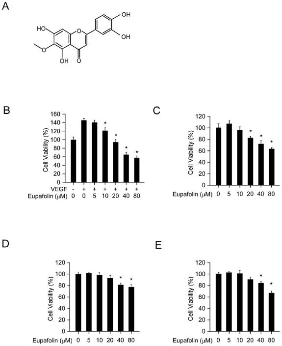 Eupafolin Exhibits Potent Anti-Angiogenic and Antitumor Activity in ...