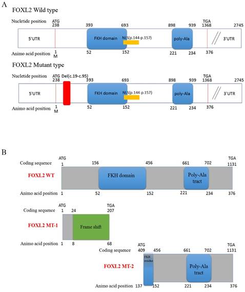 Functional Analysis of a Novel FOXL2 Indel Mutation in Chinese Families ...