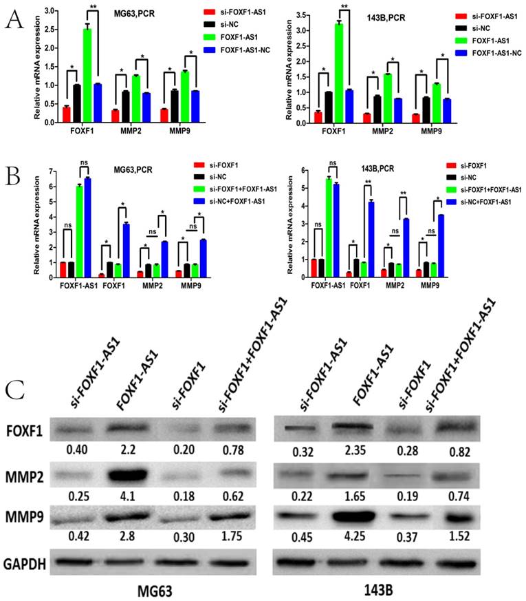 Antisense lncRNA FOXF1-AS1 Promotes Migration and Invasion of ...