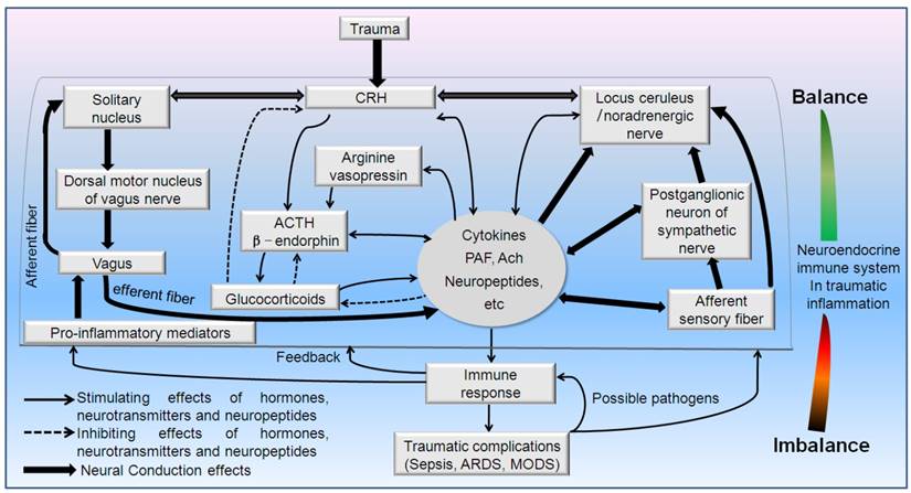 Altered Neuroendocrine Immune Responses, a Two-Sword Weapon against Traumatic Inflammation