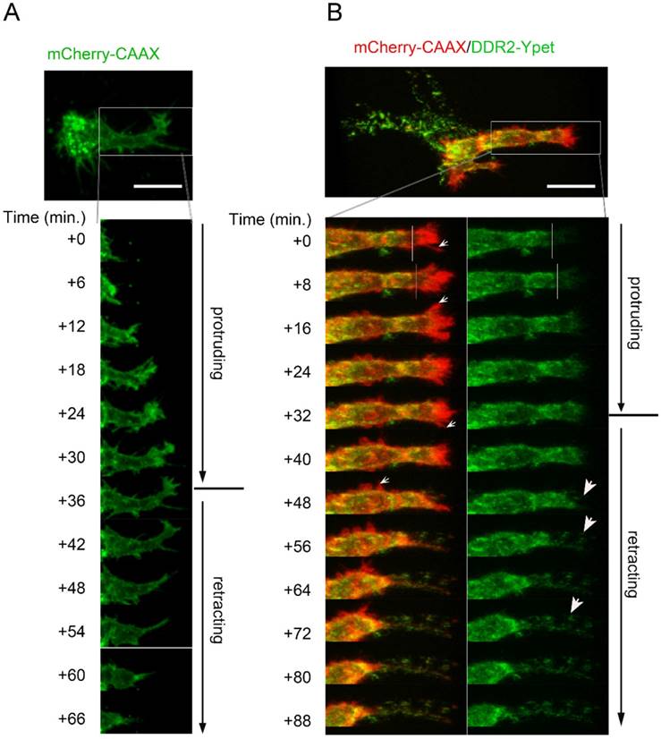 Incorporation of DDR2 clusters into collagen matrix via integrin ...