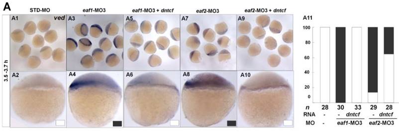 Eaf1 and Eaf2 mediate zebrafish dorsal-ventral axis patterning via ...