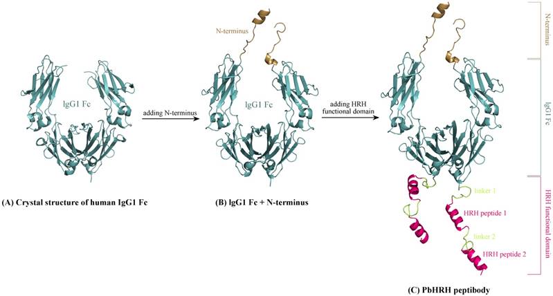 Computational Design of Antiangiogenic Peptibody by Fusing Human IgG1 ...