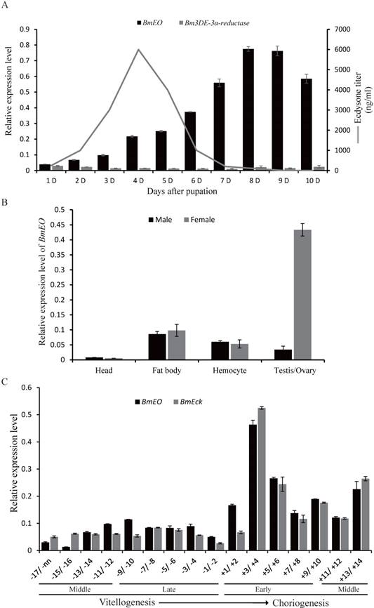 Ecdysone oxidase and 3-dehydroecdysone-3β-reductase contribute to the ...