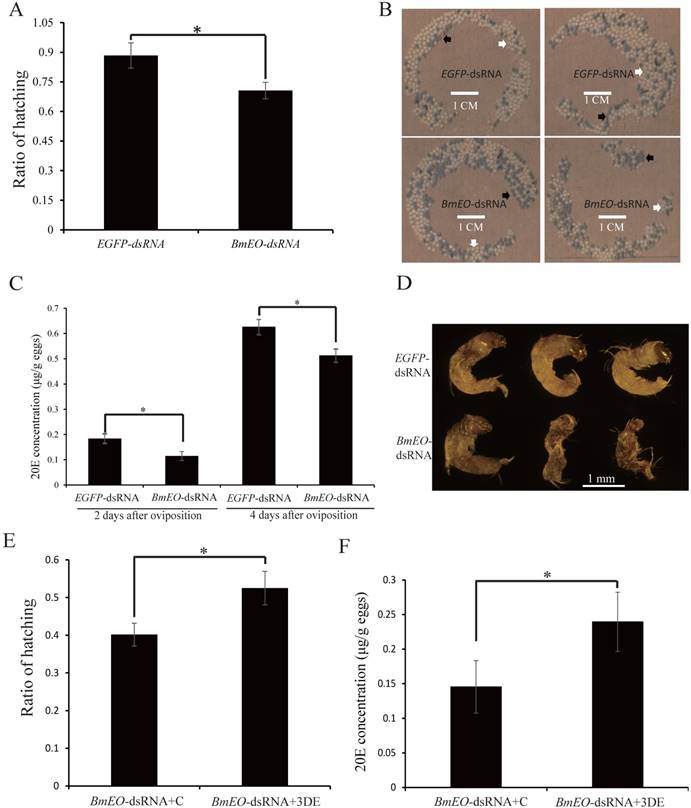 Ecdysone oxidase and 3-dehydroecdysone-3β-reductase contribute to the ...