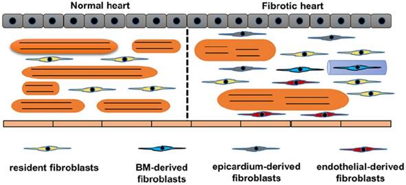Cardiac fibrosis: new insights into the pathogenesis