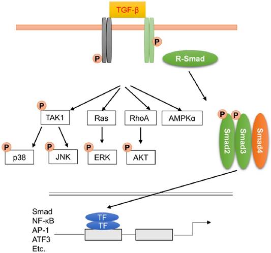 Cardiac fibrosis: new insights into the pathogenesis