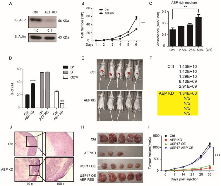 USP17 Suppresses Tumorigenesis and Tumor Growth through ...