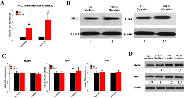 The LIM-Only Protein FHL2 is involved in Autophagy to Regulate the ...