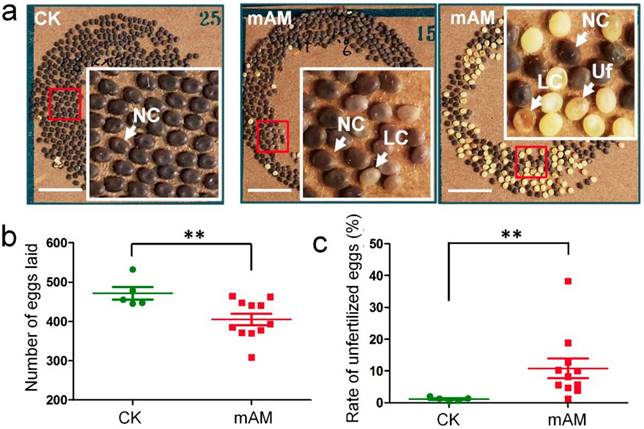 Influence of hyperproteinemia on reproductive development in an ...