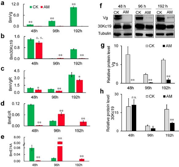Influence of hyperproteinemia on reproductive development in an ...