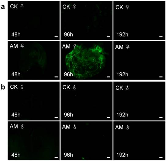 Influence of hyperproteinemia on reproductive development in an ...