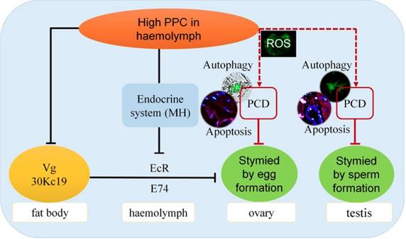 Influence of hyperproteinemia on reproductive development in an ...