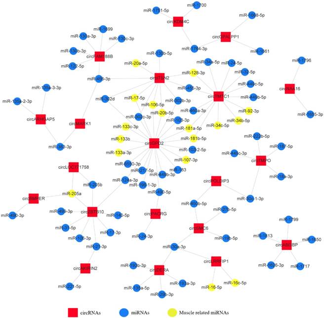 Circular RNA profiling identified an abundant circular RNA circTMTC1 ...