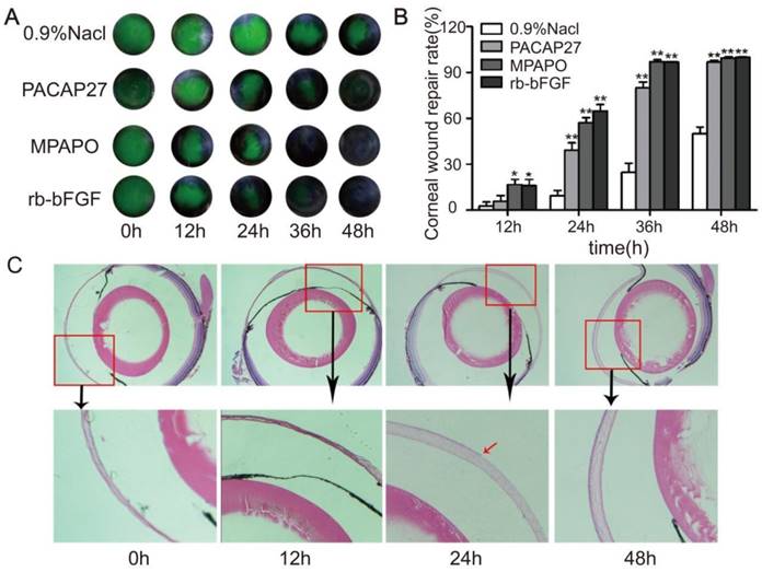 The PACAP-derived peptide MPAPO facilitates corneal wound healing by ...