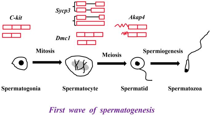 The Function of Pre-mRNA Alternative Splicing in Mammal Spermatogenesis
