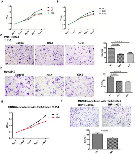 Legumain Promotes Gastric Cancer Progression Through Tumor-associated ...